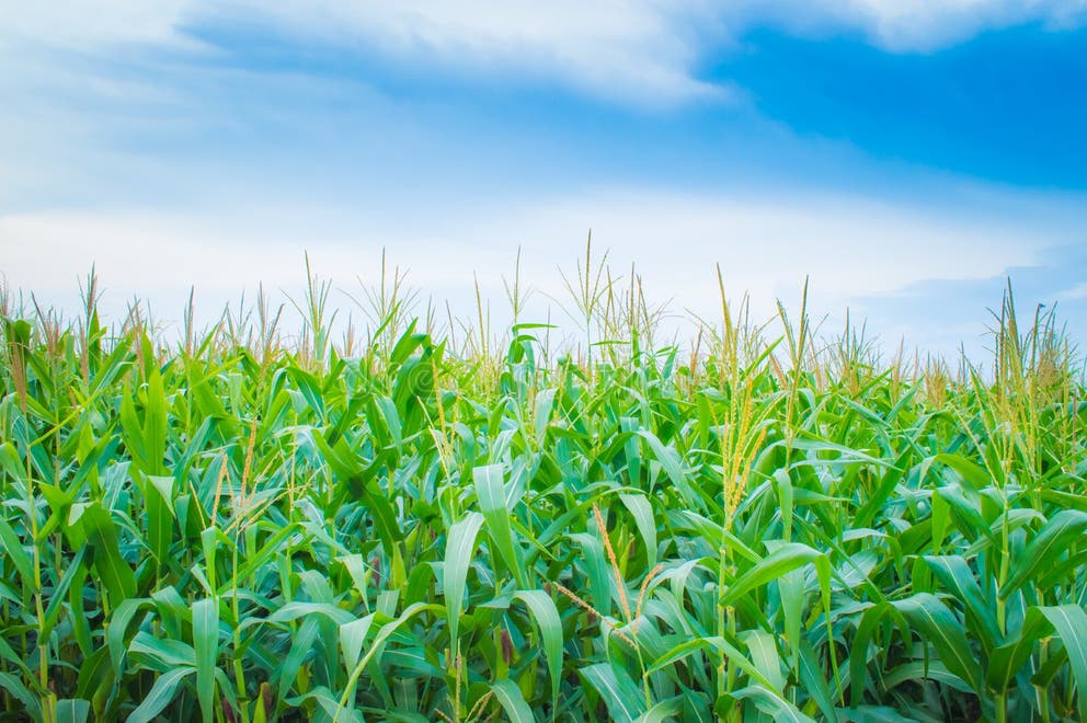 Corn stock photo. Image of crops, farm, green, crop - 111069956