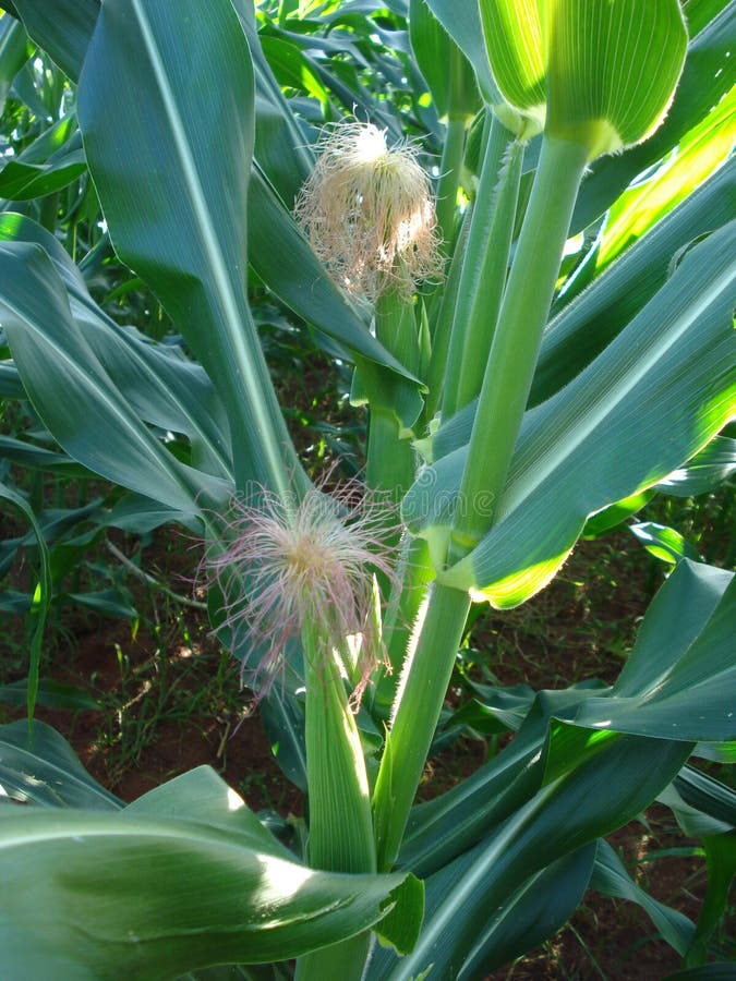 Zea mays stock photo. Image of crop, food, flora, farm - 96520764
