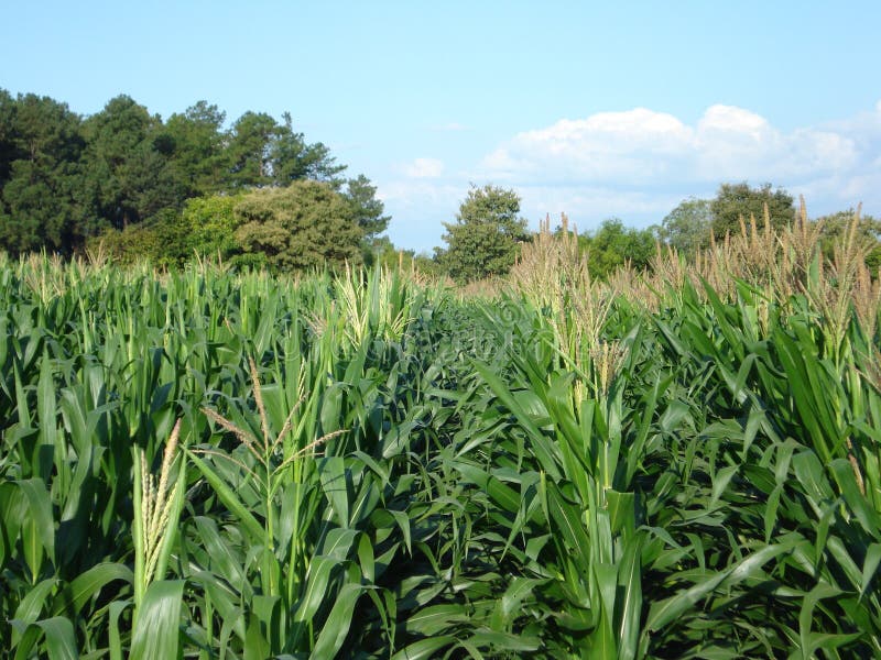 Maize Crop