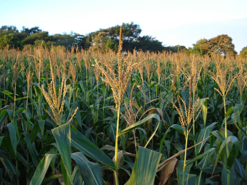 Zea mays stock photo. Image of grain, decoration, flint - 96527970