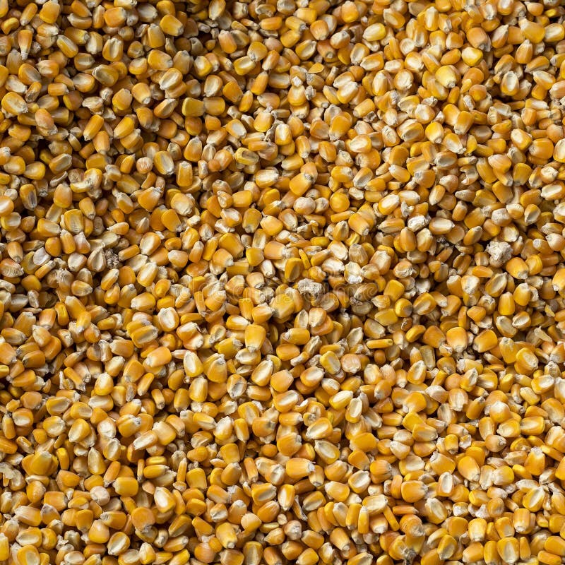 Raw Dried Corn in the Colombian Market - Zea Mays Stock Image - Image ...
