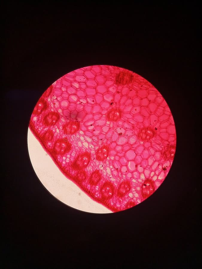 Zea Mays Under the Microscope Stock Photo - Image of microbiology ...