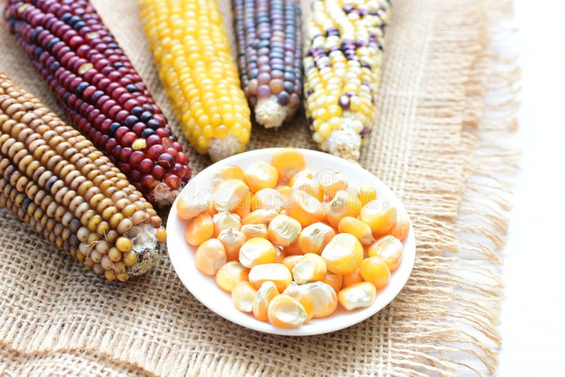 Zea Mays Whole and Shelled Dry Multi-colored Corn with Dry Leaves Stock ...