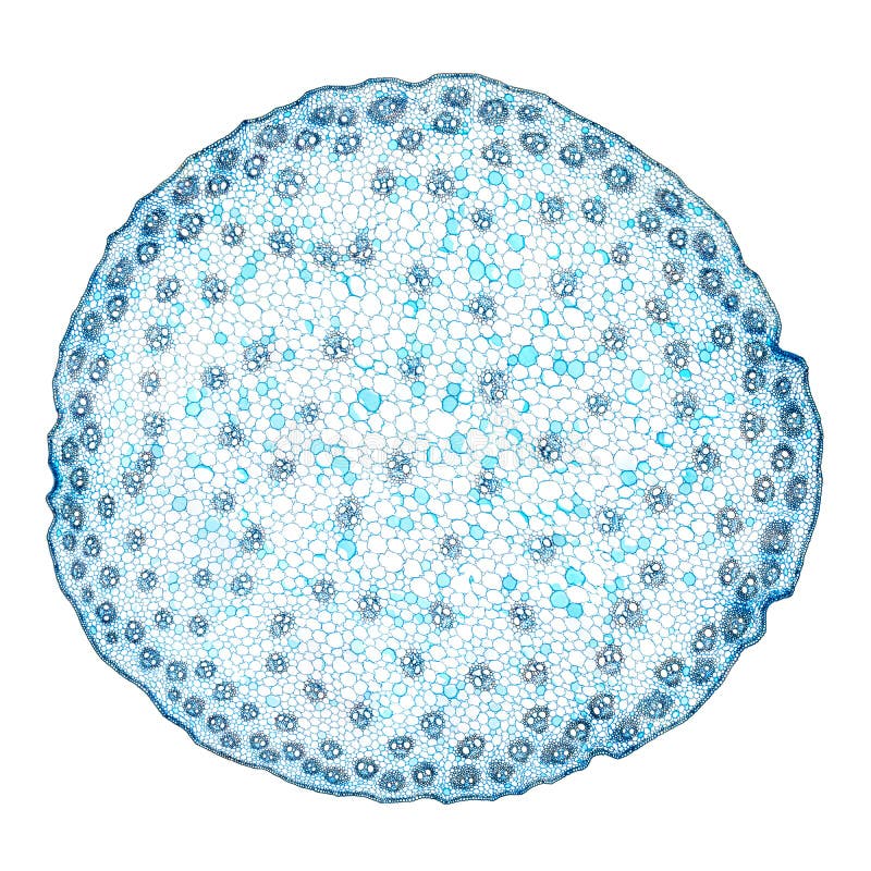 Zea Root Cross Section Zea Mays Stem Cross Section Vascular Bundles