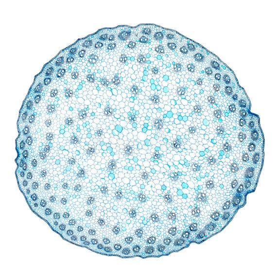 Zea Stem, Maize Stem, Zea Mays, Cross Section, 20X Light Micrograph ...