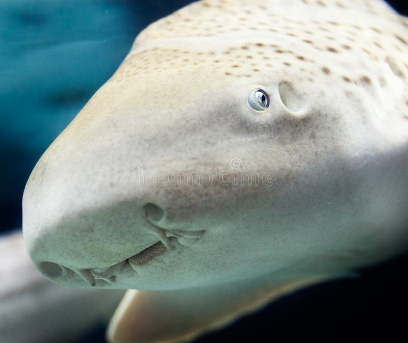 Haifisch stockfoto. Bild von zähne, eindrucksvoll, esser - 47272230