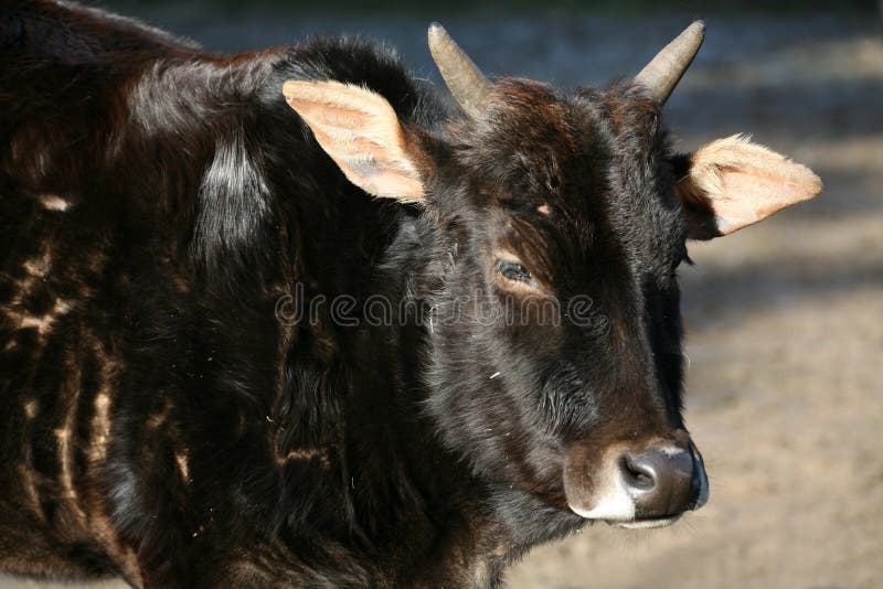 De koe van de zeboe stock foto. Image of heilig, fokkerij - 5323674