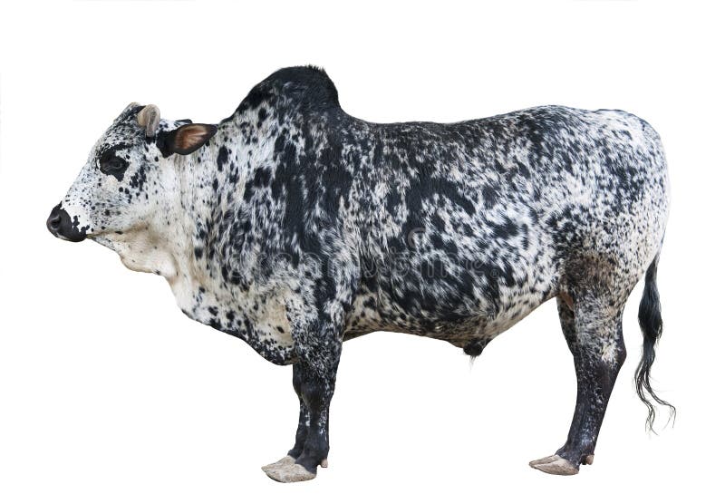 Zeboe stock afbeelding. Image of bult, huisdieren, zoogdier - 31161255