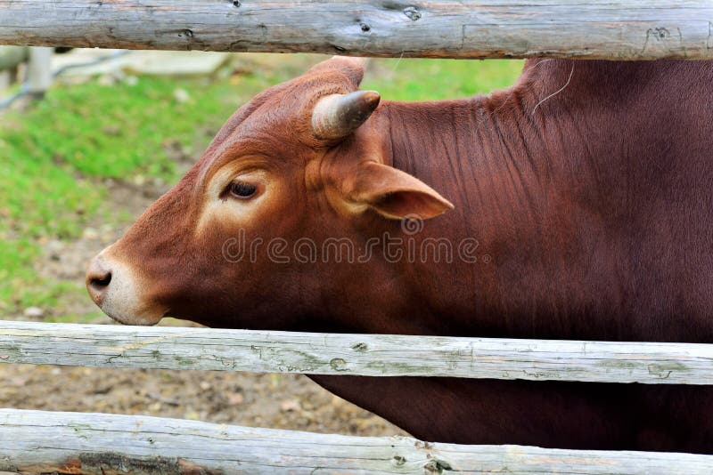 Zeboe (humped Vee) In Afrikaanse Savanne, Ghana Stock Afbeelding ...
