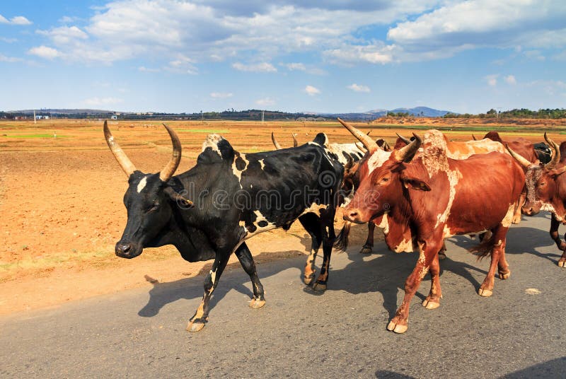Zebu stock foto. Image of vliegen, muilezel, hoorn, portret - 5357030