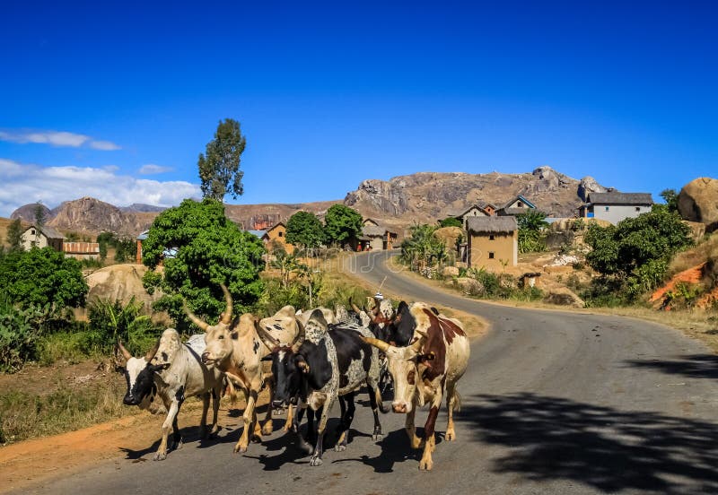 Kudde van zeboes stock afbeelding. Image of landbouw - 29227345