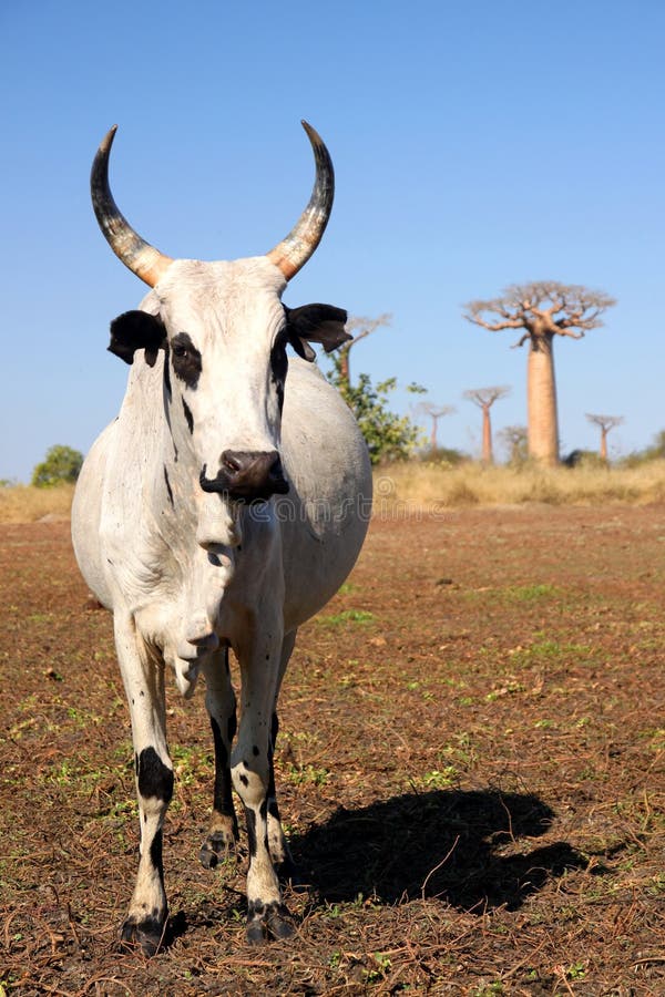 Zeboe Met Zijn Tong Uit In Ocala, Florida Stock Foto - Afbeelding ...