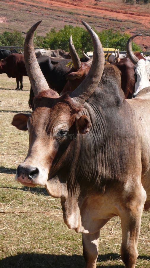 Zeboe. Madagascar stock foto. Image of achtergrond, toerisme - 34775312