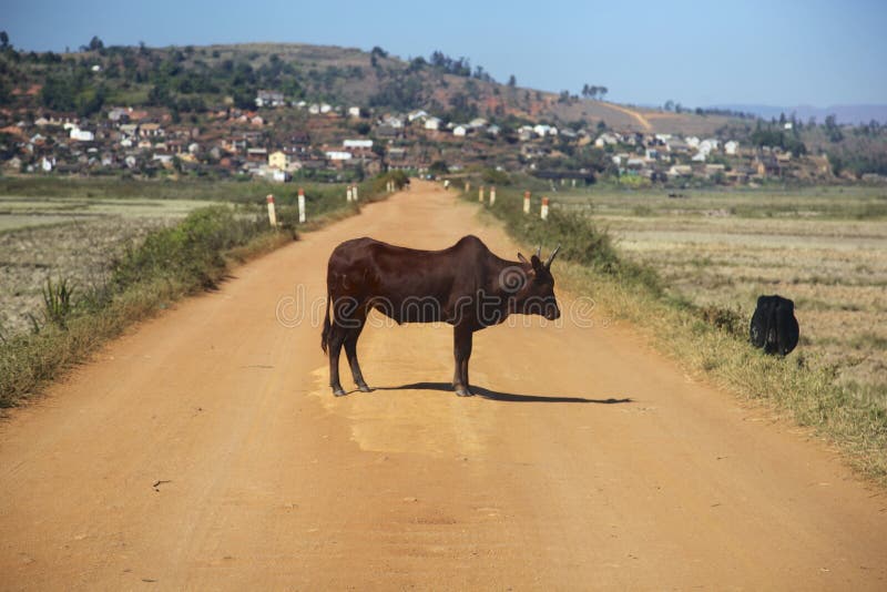 Zeboe van Madagascar stock foto. Image of zwart, rundvlees - 43746944