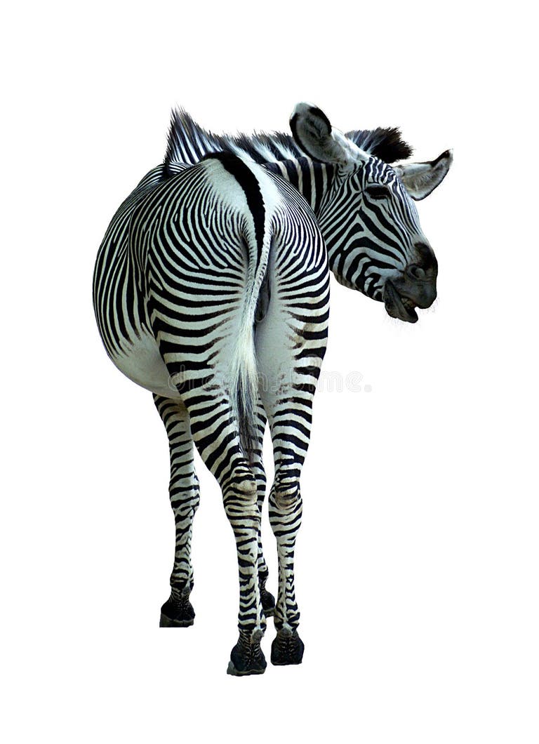 969 Zebra Behind Stock Photos - Free & Royalty-Free Stock Photos from ...