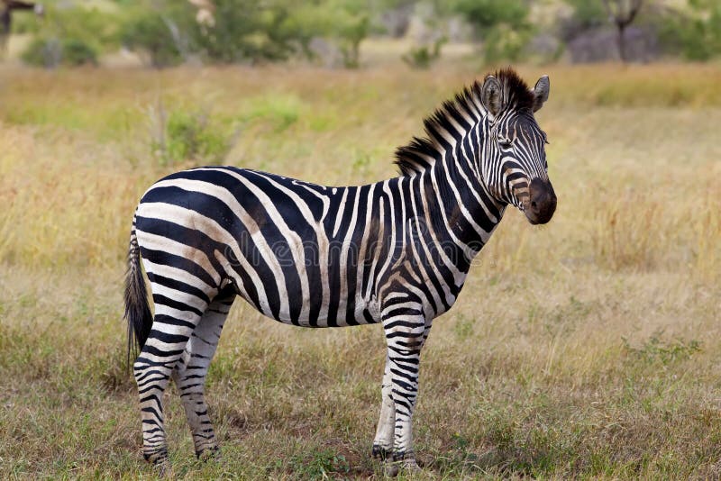 Zebra Colt Resting stock photo. Image of head, calf, black - 28614220