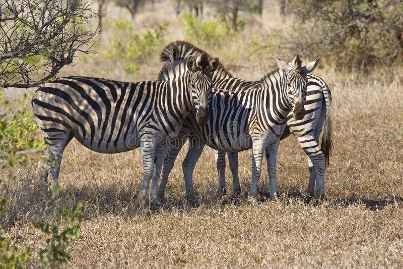 5,939 Small Zebra Stock Photos - Free & Royalty-Free Stock Photos from ...