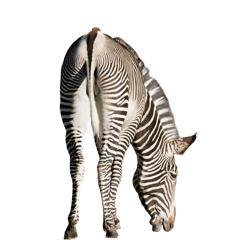 2+ Striped zebra rear Free Stock Photos - StockFreeImages