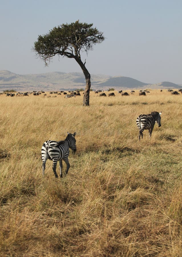Zebra stock photo. Image of mammal, prairie, tree, nature - 10833650