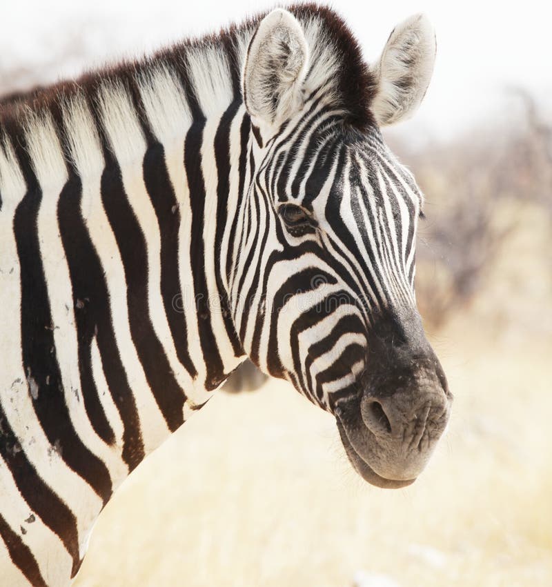 Zebra stock photo. Image of safari, adventure, south - 11255586
