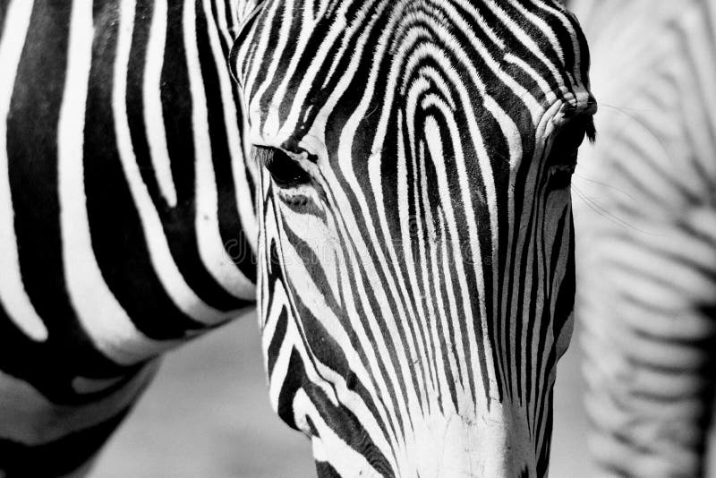 Zebra stock photo. Image of back, zebra, czech, line - 12864946
