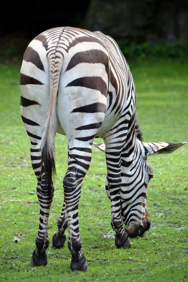 Zebra from the back view stock image. Image of green - 11001383