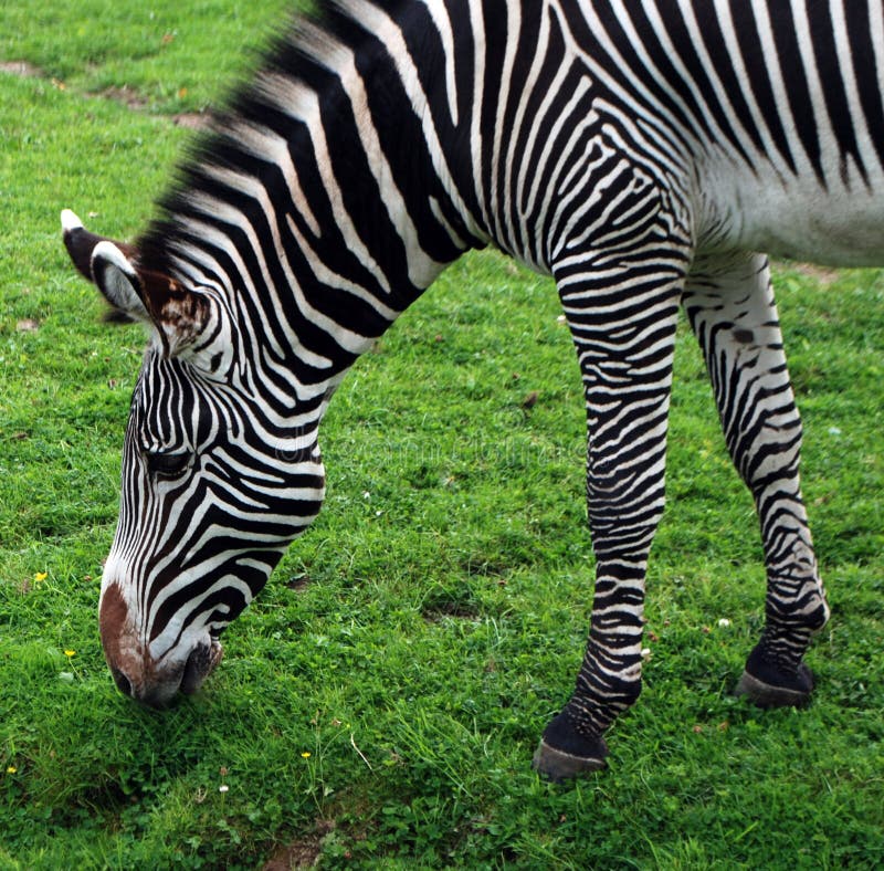 Zebra stock photo. Image of zebra, hungry, closeup, grass - 13315752