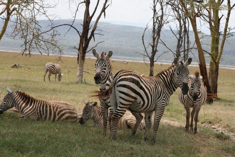 Zebra Cub with Zebra Mother Stock Image - Image of horselike, mammal ...