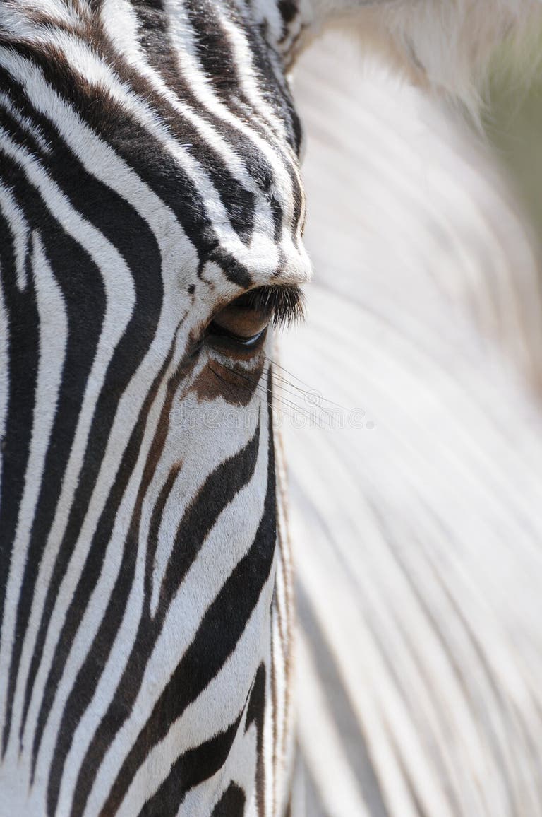 12,513 Zebra Day Facts Stock Photos - Free & Royalty-Free Stock Photos ...