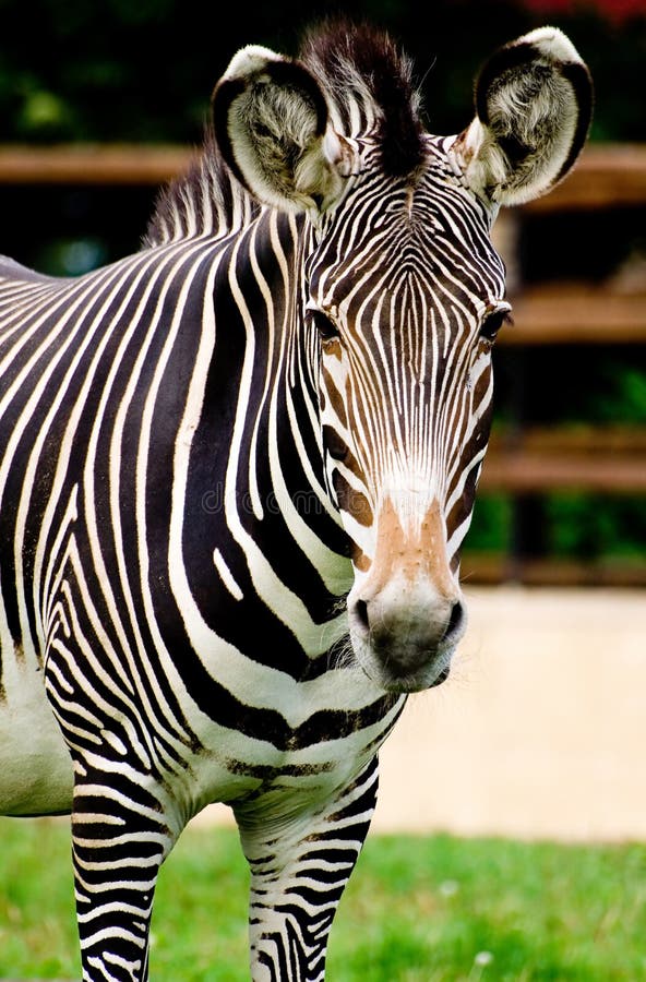 705 Zebra Nose Stock Photos - Free & Royalty-Free Stock Photos from ...