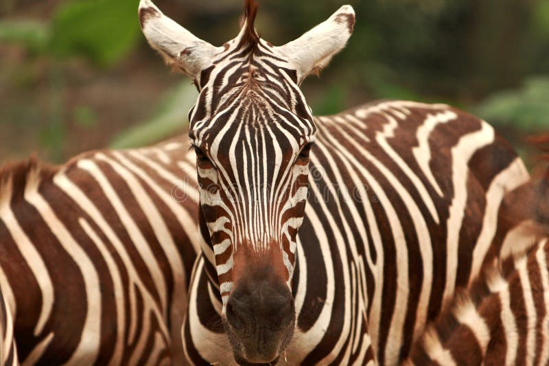 Zebra 2 stock image. Image of ears, wildlife, shapes - 20338493