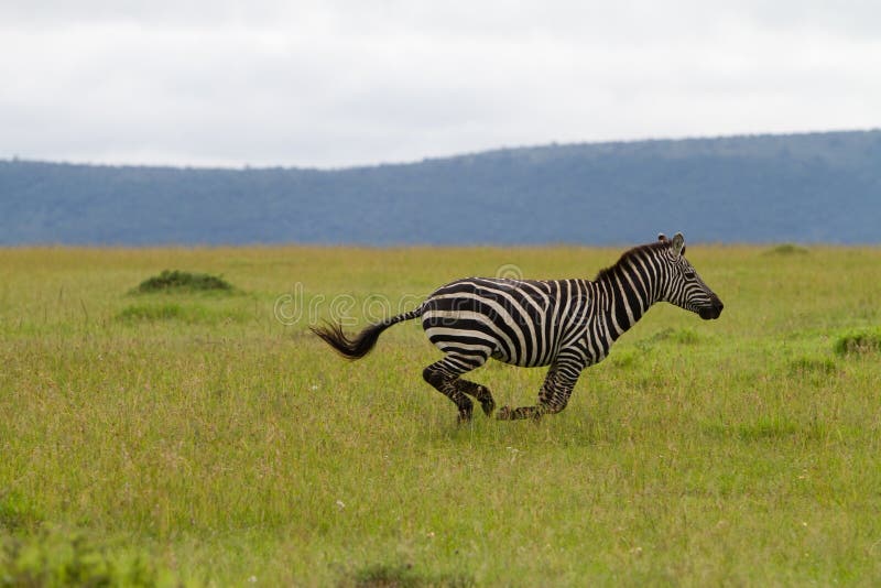 Zebra stock photo. Image of landscape, wild, safari, adventure - 14298374