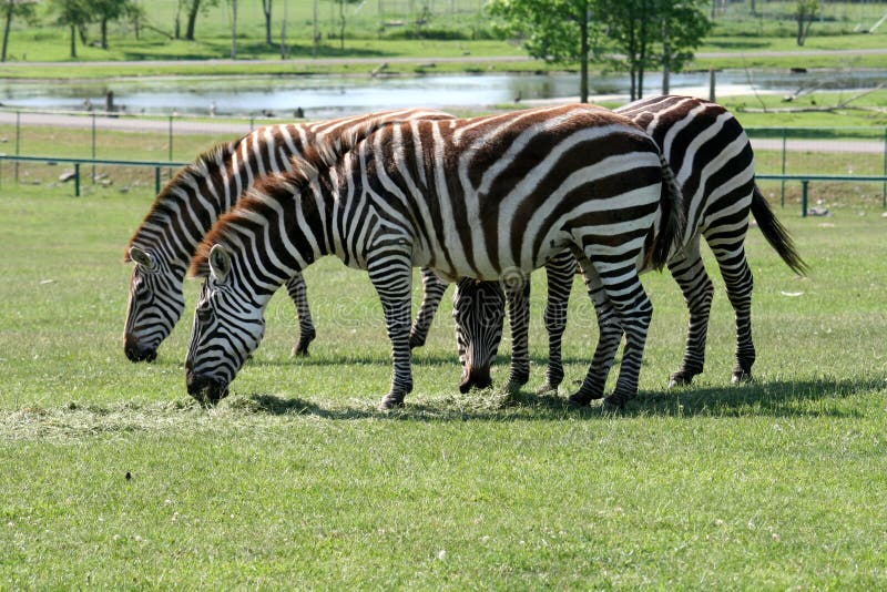 Zebra stock photo. Image of animals, zebra, landscape - 14581330