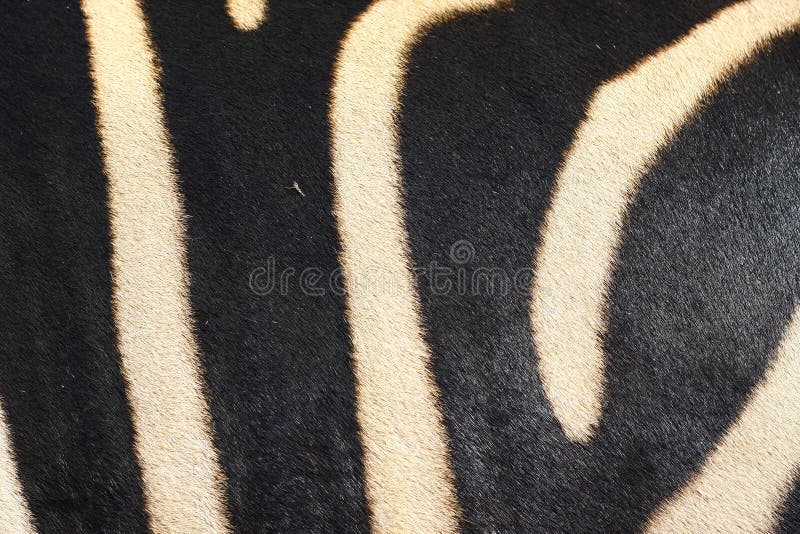 Zebra stock photo. Image of pelt, park, curve, hunt, background - 15620528
