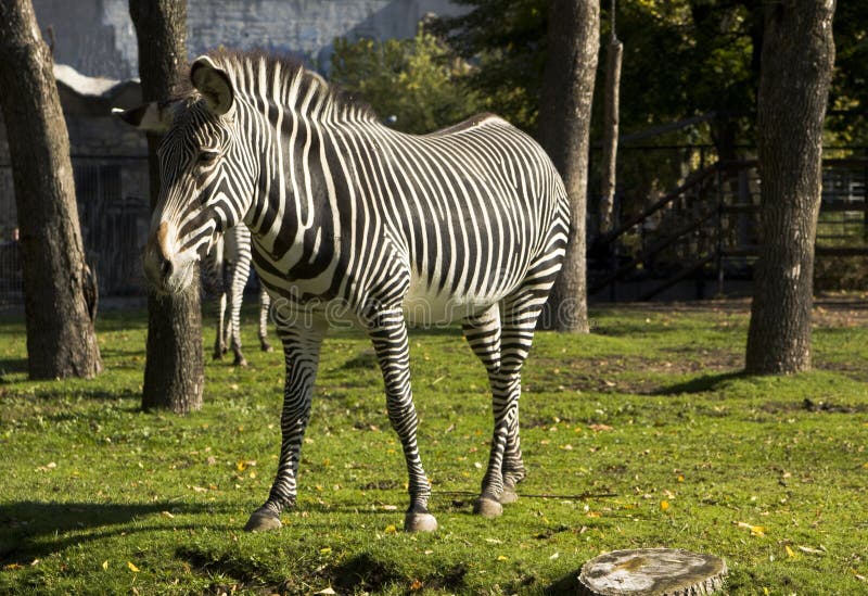 Zebra stock image. Image of fauna, ungulate, hooped, moscow - 16302399