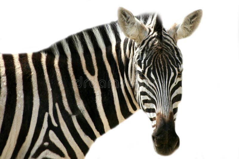Zebra Looking left stock photo. Image of profile, park - 10700158