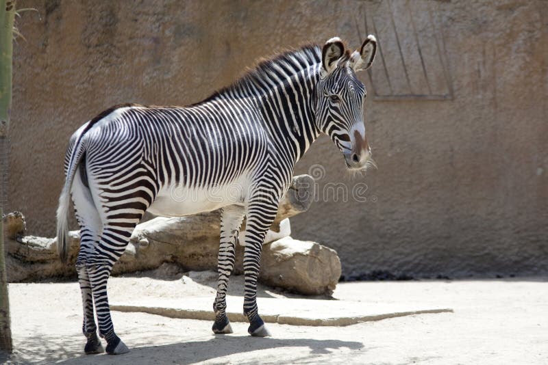 Gorilla stock photo. Image of monkey, back, strong, gorilla - 26107676