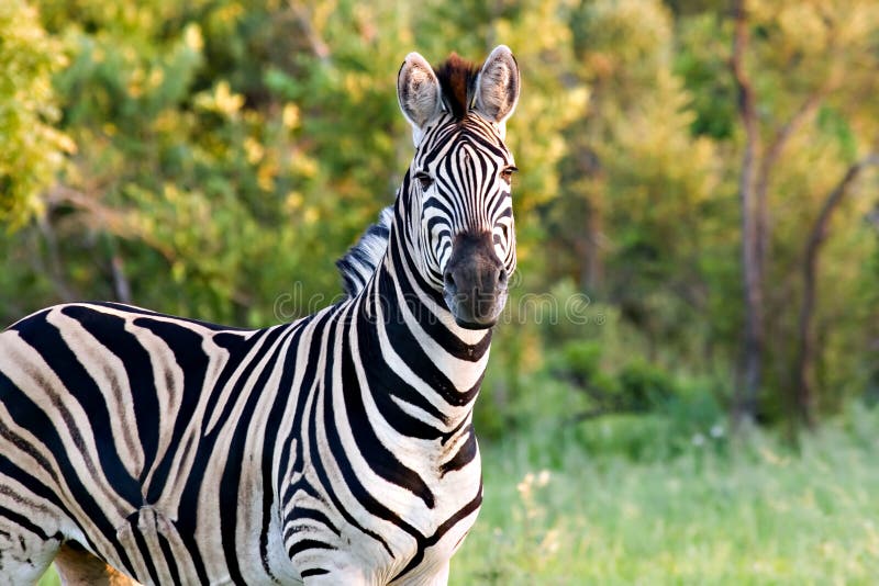 Zebra stock image. Image of african, zebra, equidae, stripes - 1837255