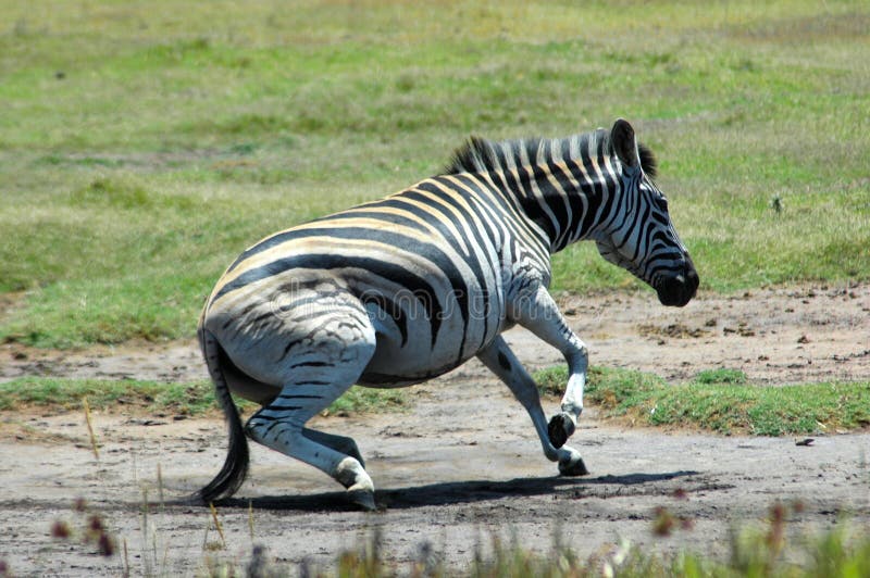 Frightened Zebra S Fleeing from Waterhole Stock Photo - Image of flee ...