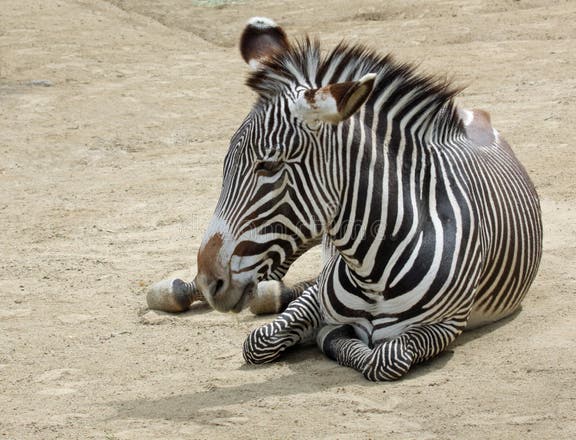 107 Sick Zebra Stock Photos - Free & Royalty-Free Stock Photos from ...