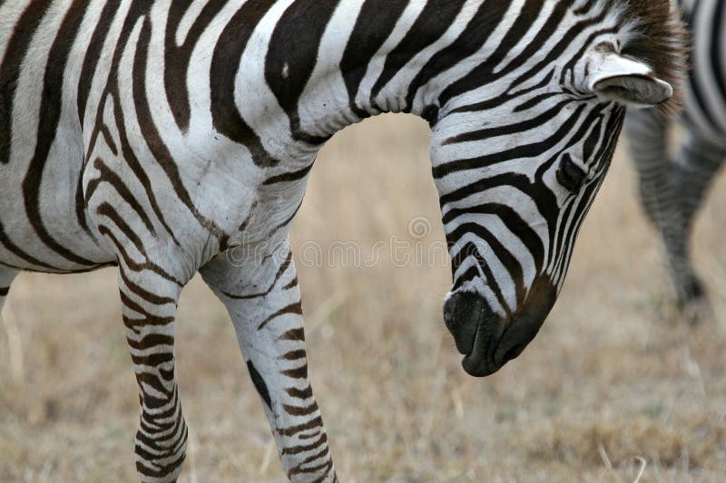 Zebra stock photo. Image of bending, savanna, zebra, plains - 1962956
