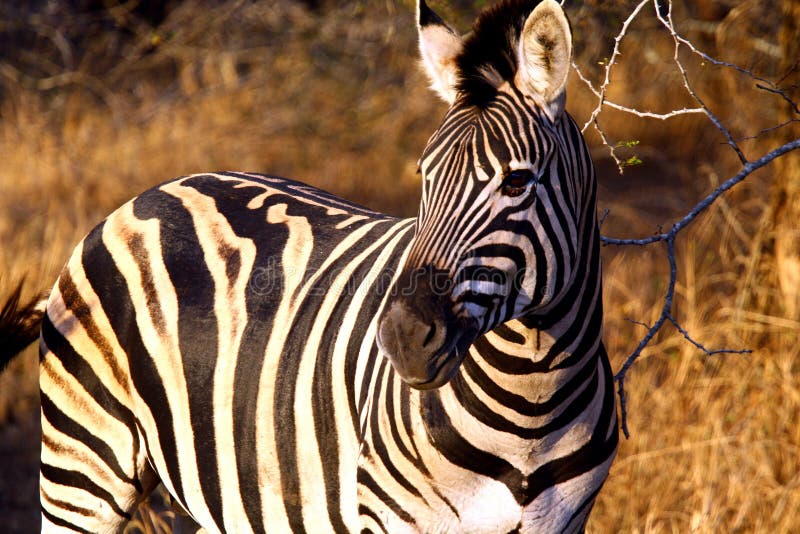 Zebra 2 stock image. Image of ears, wildlife, shapes - 20338493