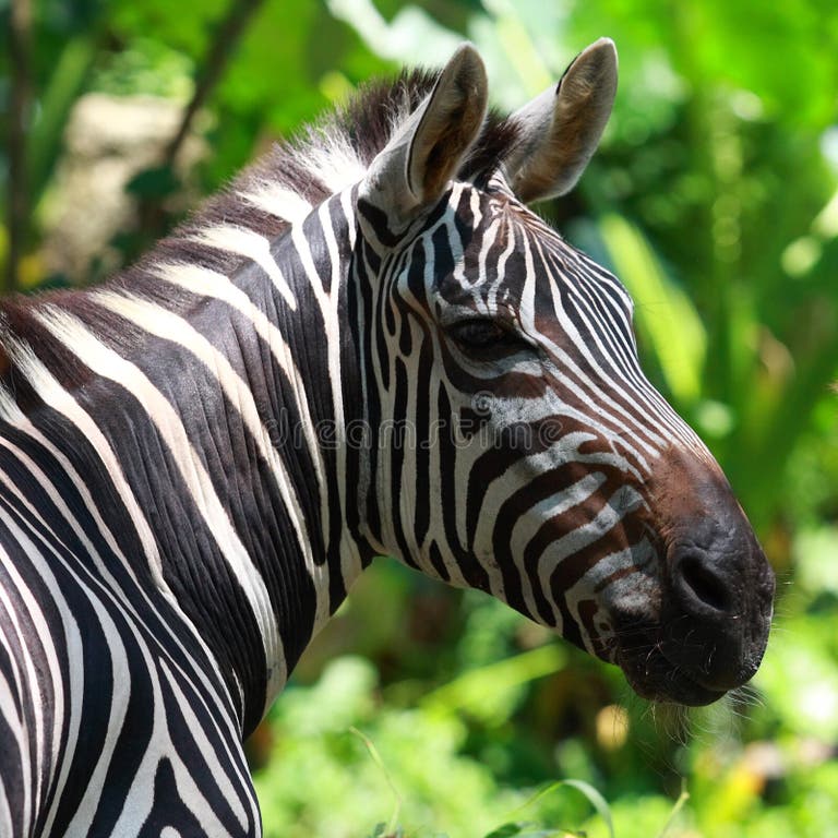 821 Zebra Nose Stock Photos - Free & Royalty-Free Stock Photos from ...