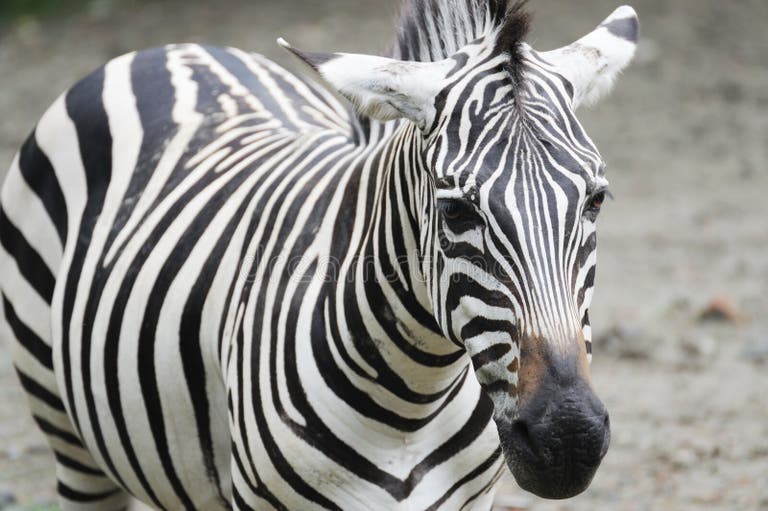 827 Zebra Nose Stock Photos - Free & Royalty-Free Stock Photos from ...