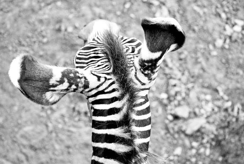 Swan stock photo. Image of blue, birds, mirror, elegance - 21456438