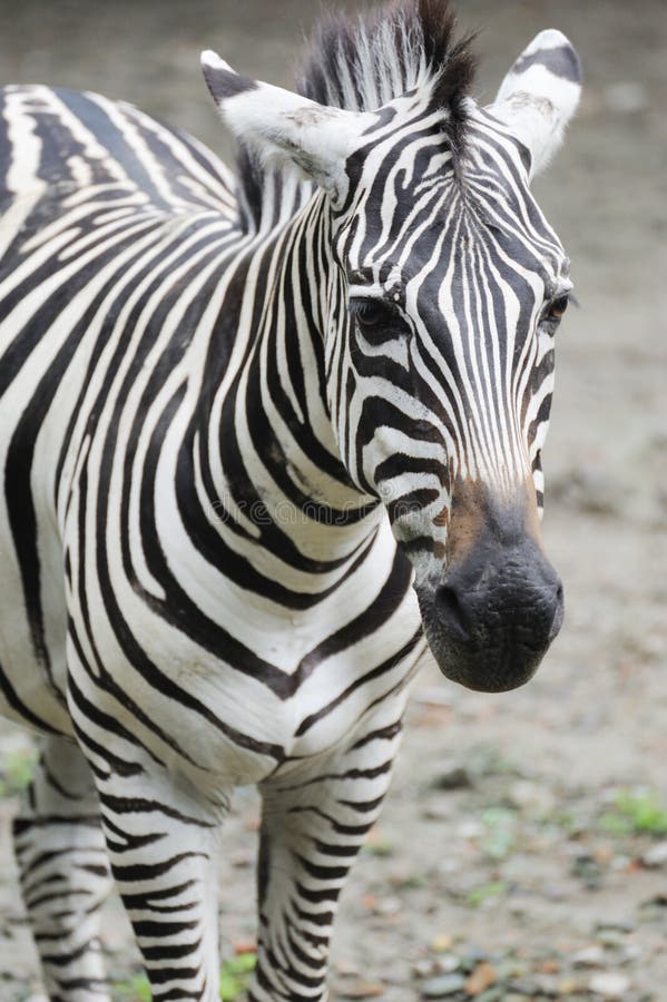 760 Zebra Nose Stock Photos - Free & Royalty-Free Stock Photos from ...