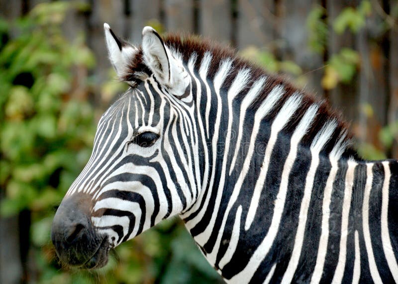 Zebra zdjęcie stock. Obraz złożonej z istota, pasiasty - 22379740