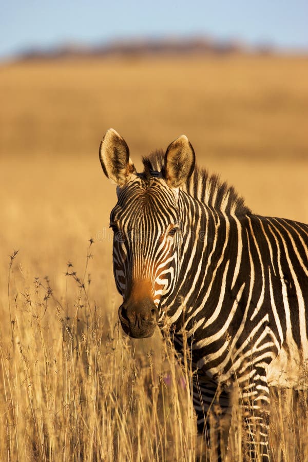 Zebra Running Scared from Lions Stock Photo - Image of full, water ...