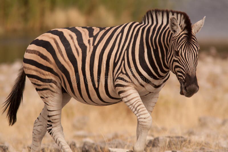 Zebra stock photo. Image of africa, waterhole, wildlife - 25175116