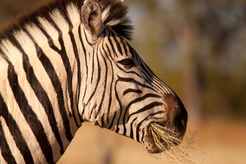 Zebra stock image. Image of africa, park, eating, zebra - 25175713